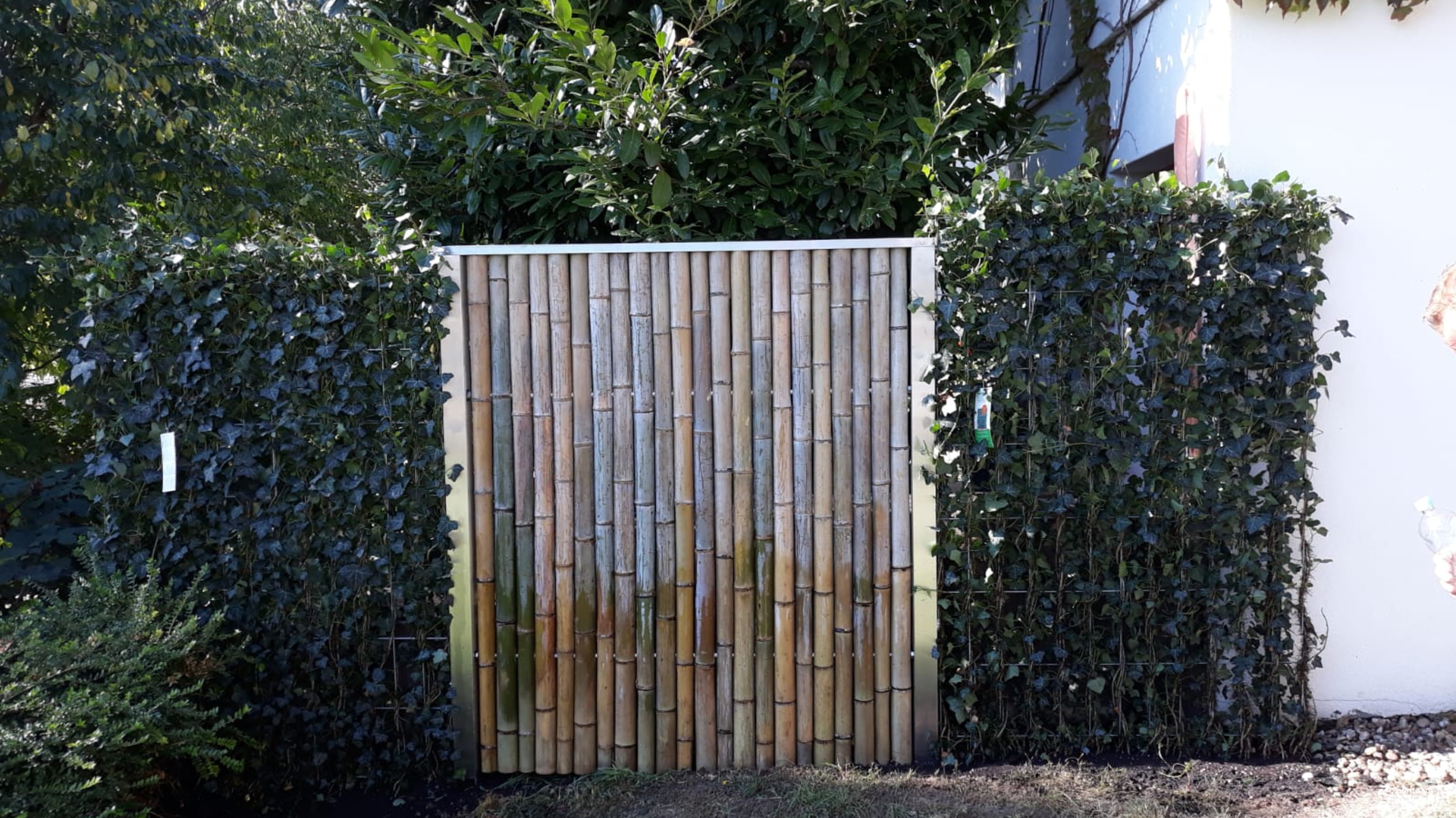 Bambus Sichtschutz