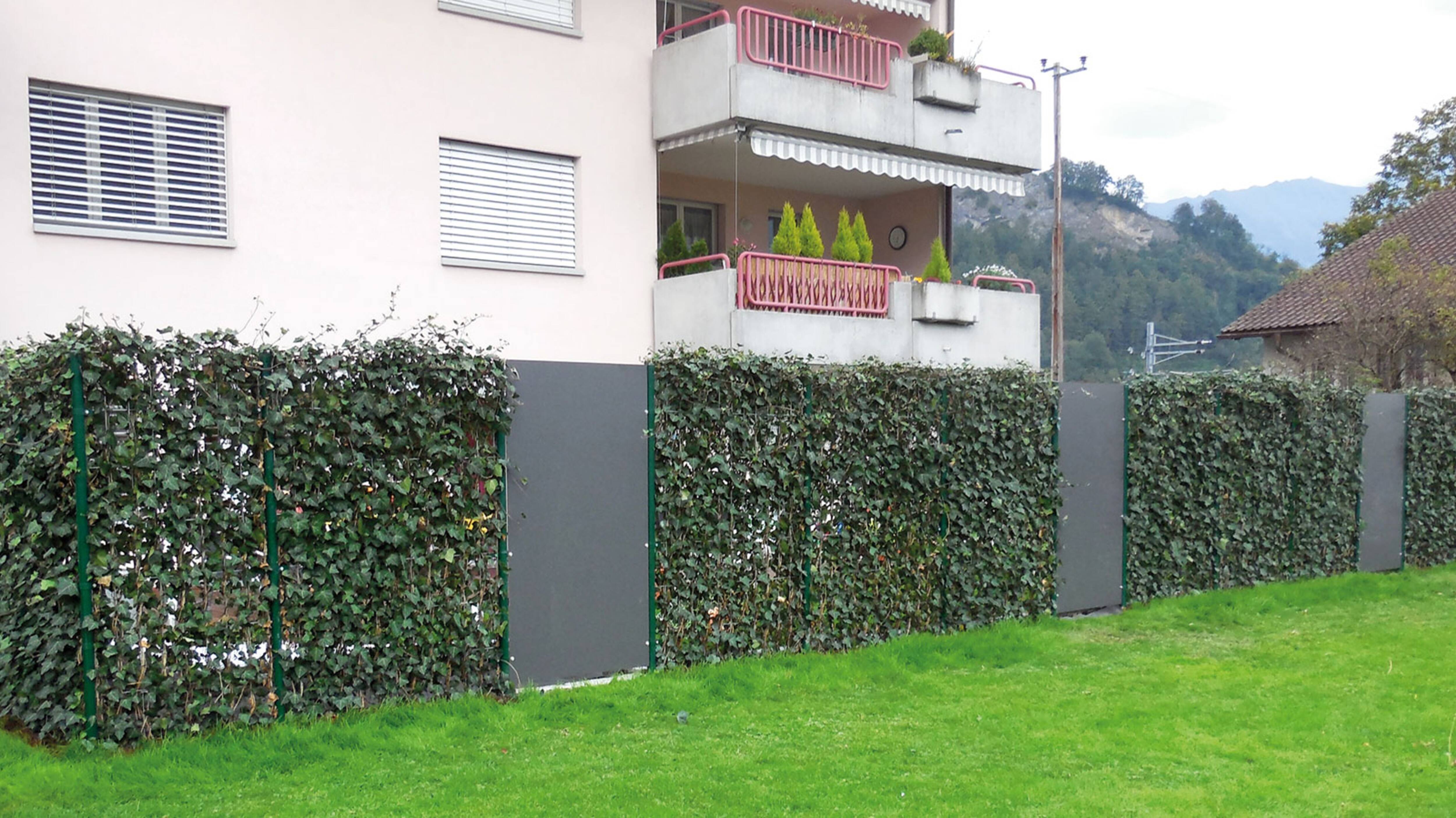 Sichtschutz - Hecke am laufenden Meter von Zaunteam